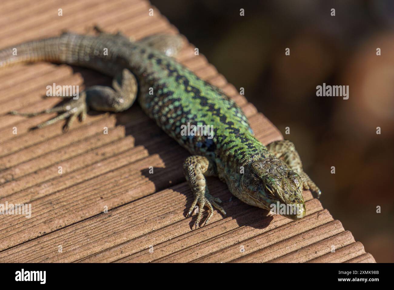 Sicilian wall lizard or Podarcis waglerianus on wooden planks Stock ...