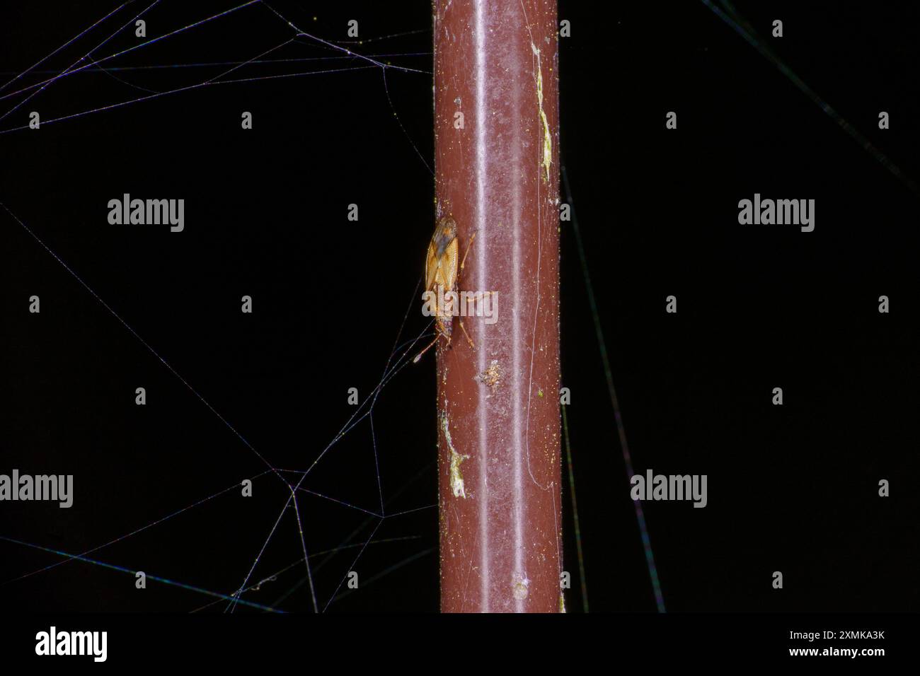 Deraeocoris ruber Family Miridae Genus Deraeocoris Red Bug wild nature ...