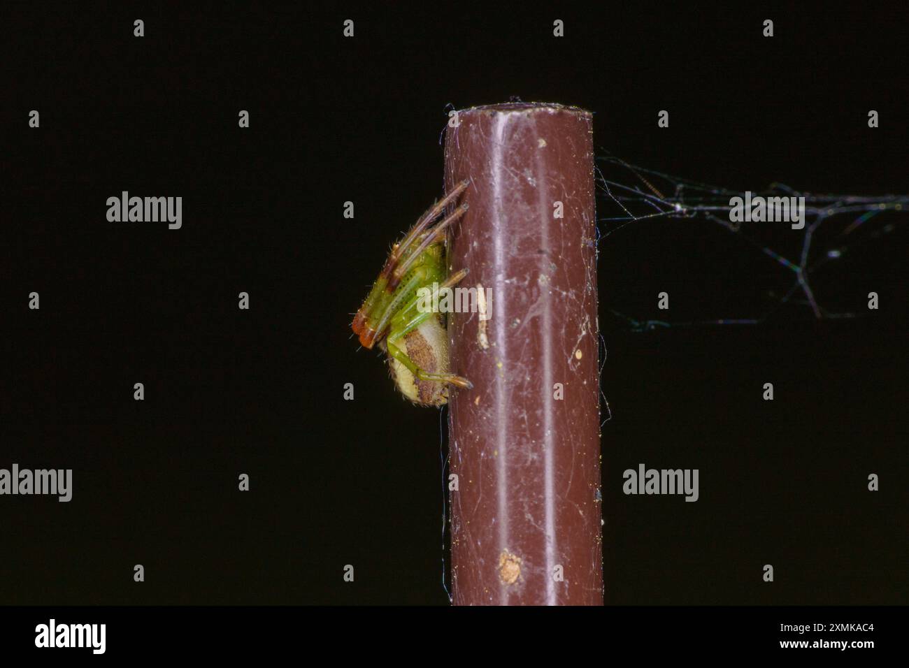 Beautiflu spiders hi-res stock photography and images - Alamy