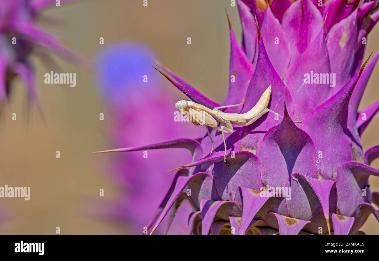 Praying mantis is a group of insects belonging to the superorder ...