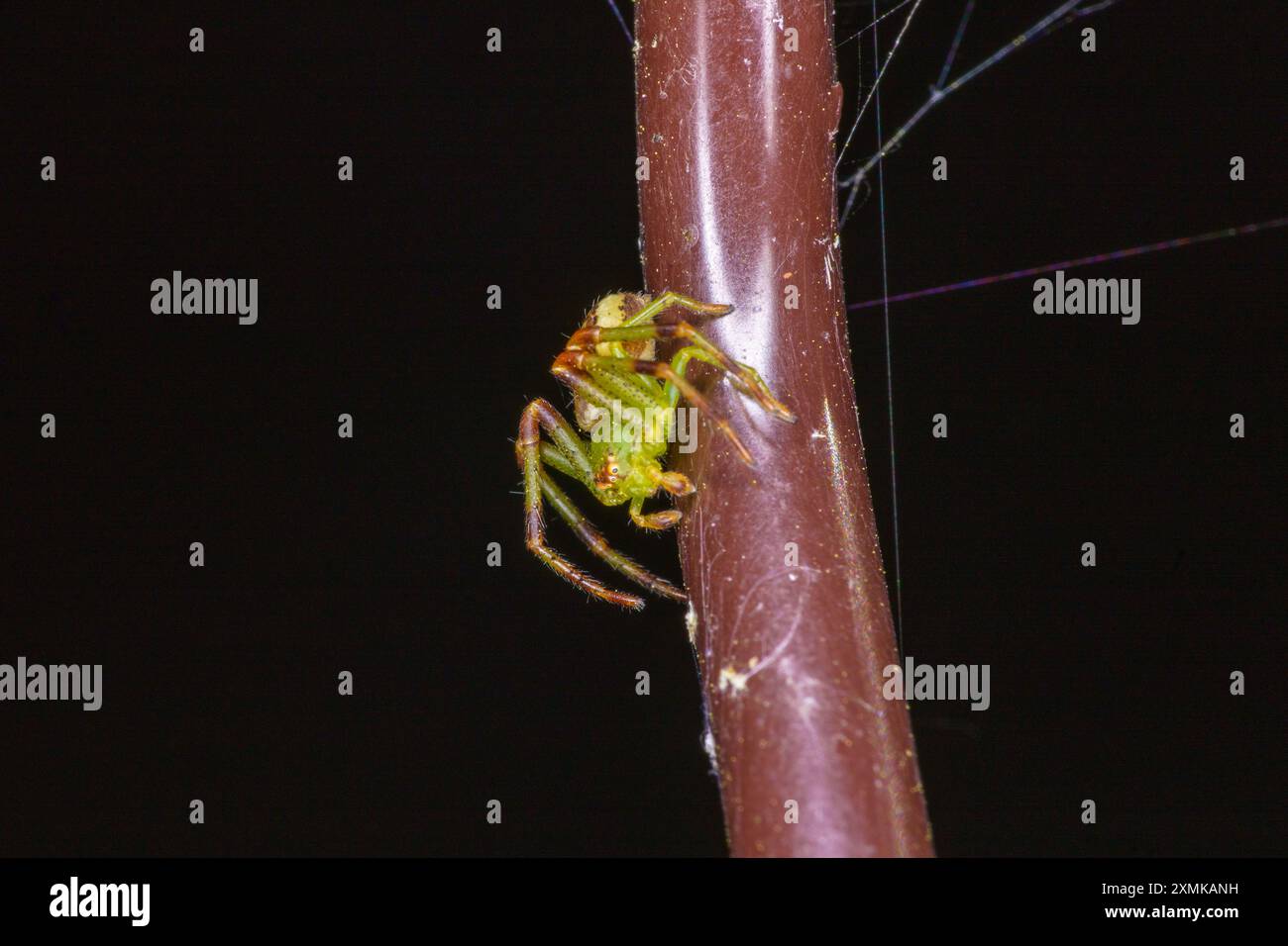 Diaea dorsata Family Thomisidae Genus Diaea Crab spider wild nature ...