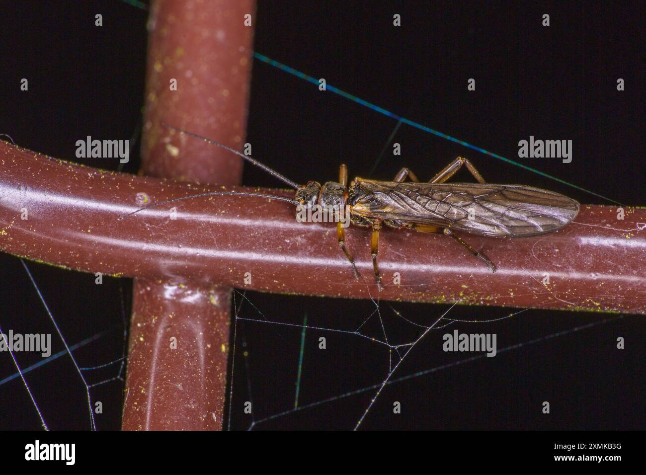 Leuctridae hi-res stock photography and images - Alamy