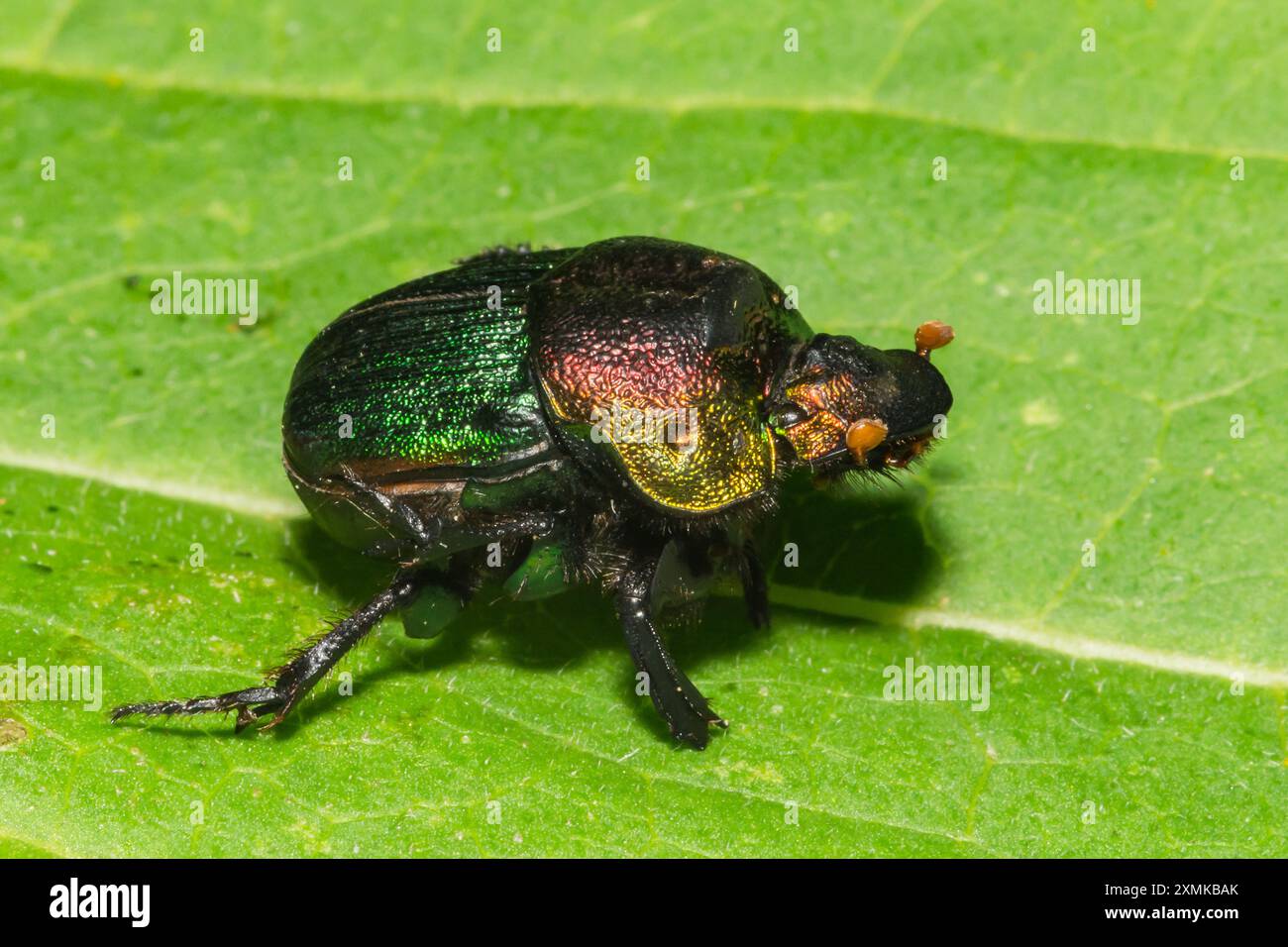 Rainbow Scarab - Phanaeus vindex Stock Photo - Alamy