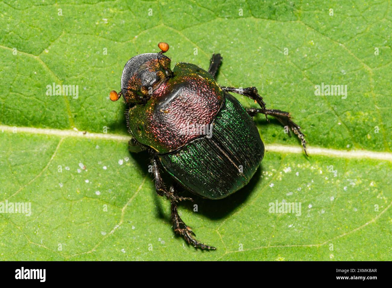 Rainbow Scarab - Phanaeus vindex Stock Photo - Alamy