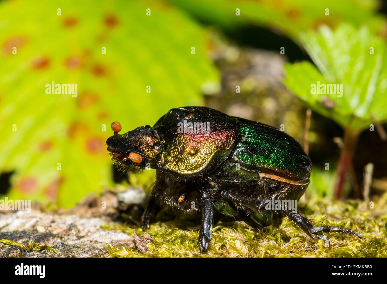 Rainbow Scarab - Phanaeus vindex Stock Photo - Alamy