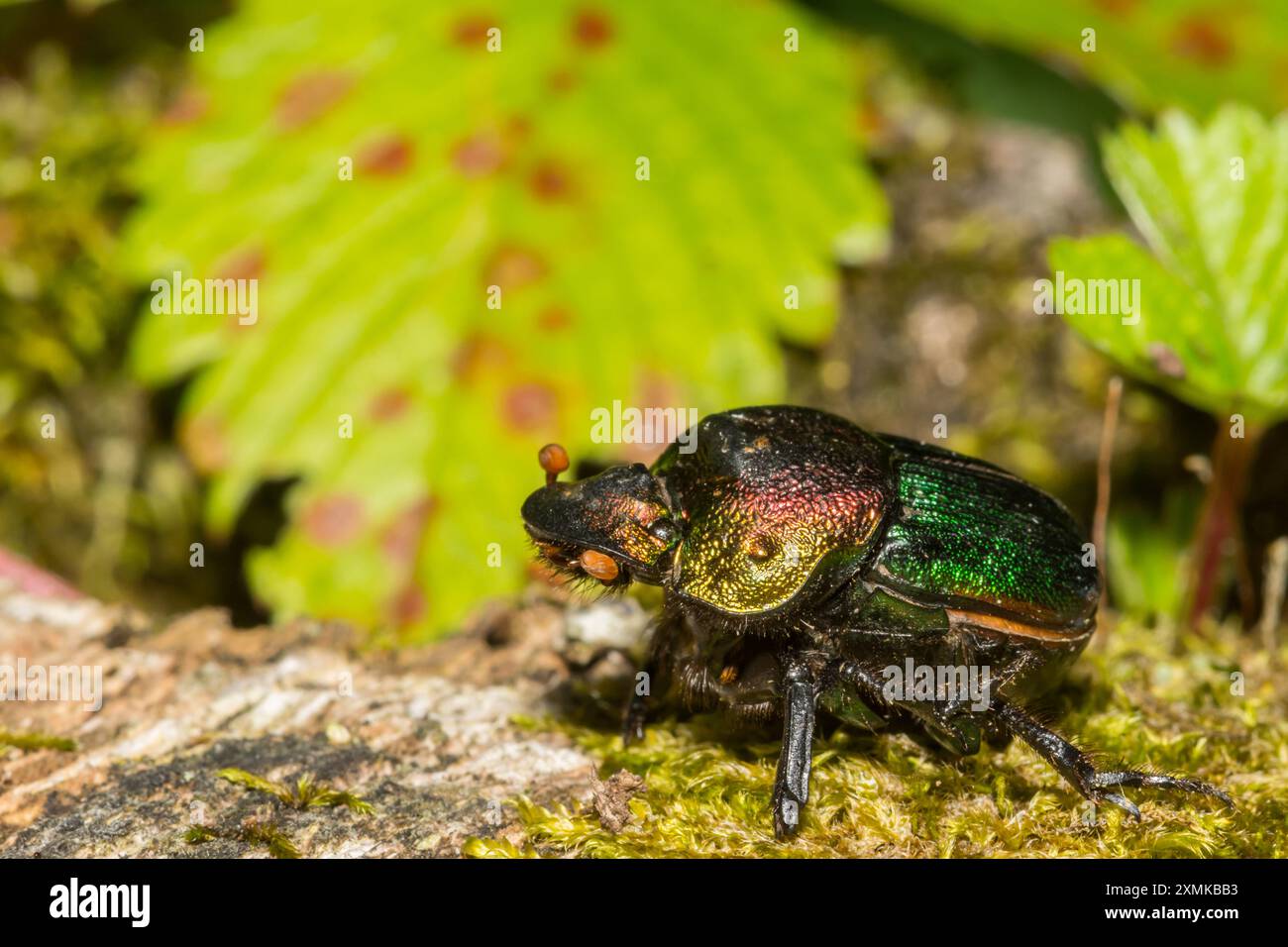 Rainbow Scarab - Phanaeus vindex Stock Photo - Alamy