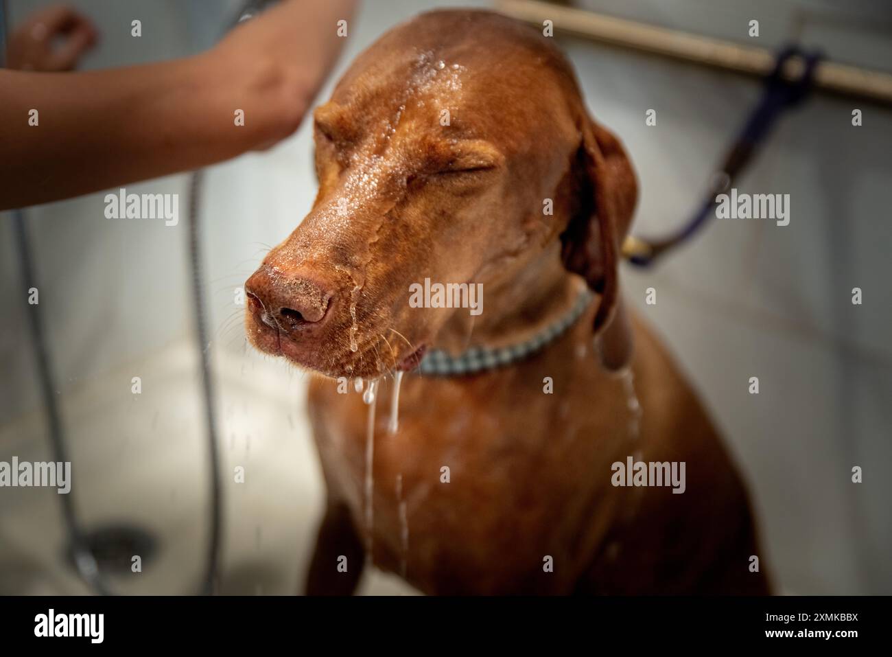 Hungarian Vizsla making goofy face while water falls off his nose while ...