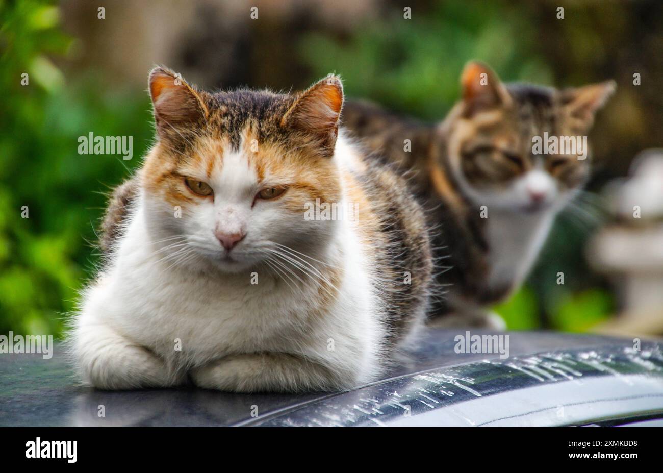 Entspannte pose hi-res stock photography and images - Alamy