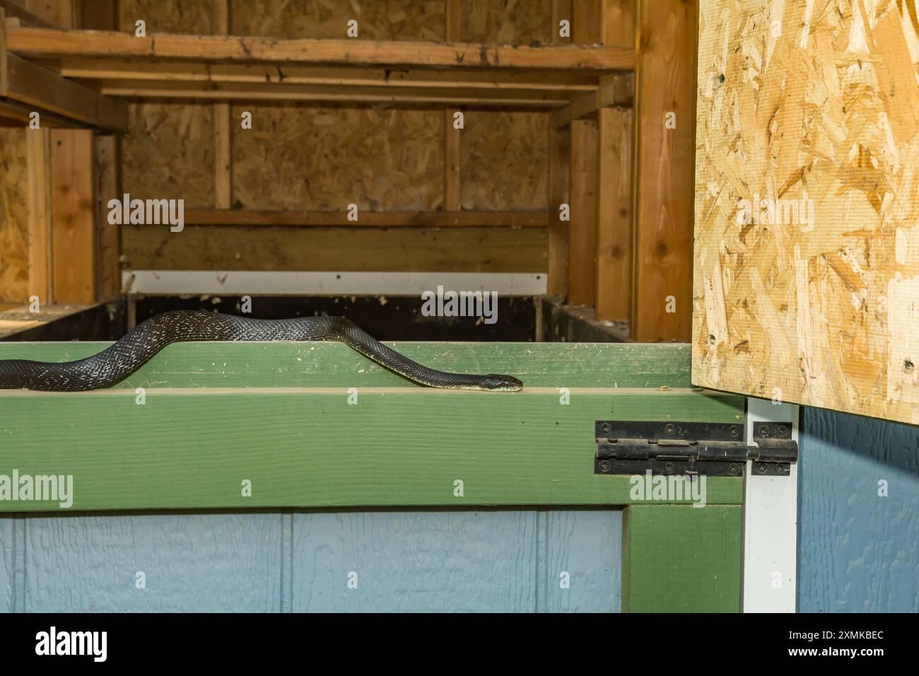 Black Rat Snake Sneaking into a Chicken Coop Stock Photo - Alamy