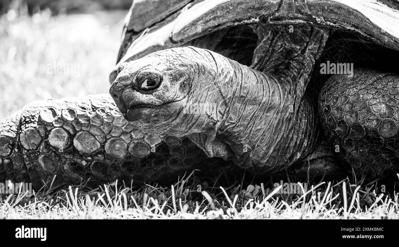 A peaceful turtle enjoys a sunny day on vibrant green grass, its scaly ...