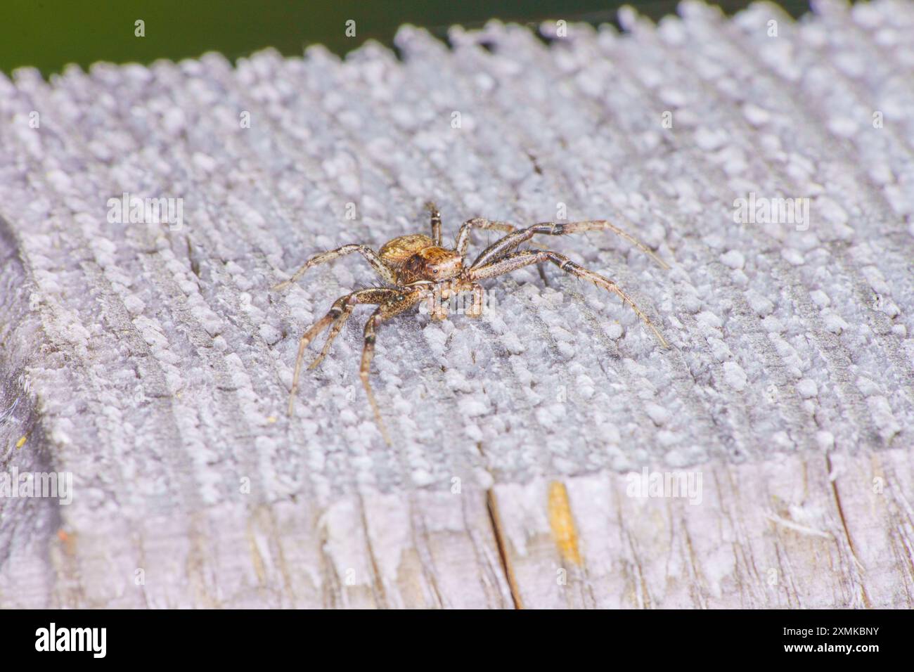 Genus Xysticus Family Thomisidae Crab spider wild nature spider ...
