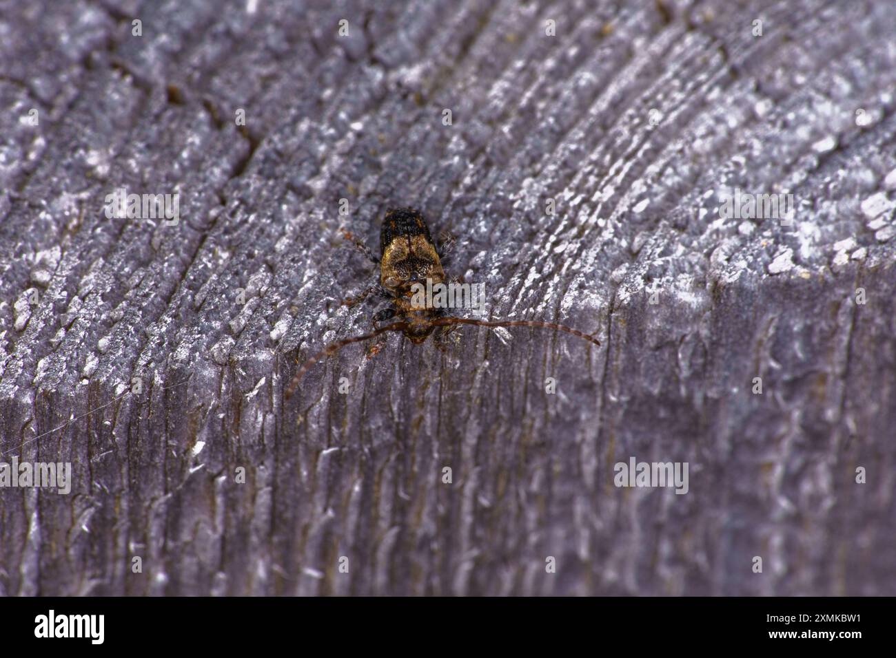 Pogonocherus hispidus Family Cerambycidae Genus Pogonocherus Lesser ...