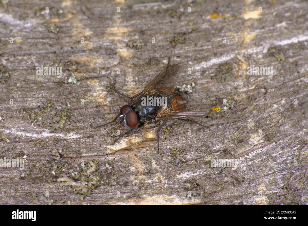 Genus Musca Family Muscidae fly wild nature insect photography, picture ...