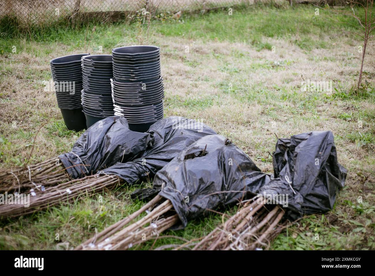 Planting a fruit nursery. Large buckets are stacked for planting ...