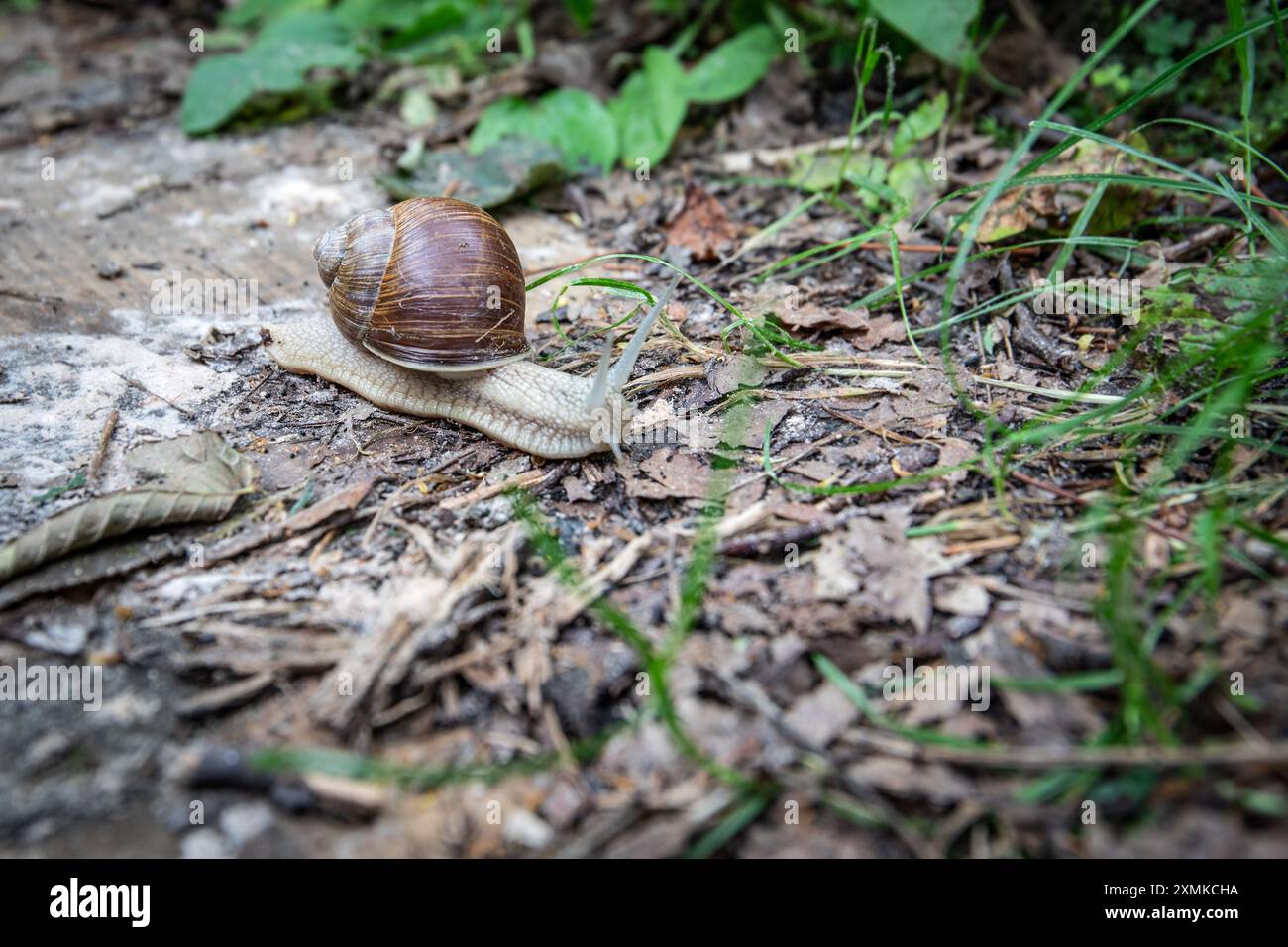 Gray snail with brown shell in the grass Stock Photo - Alamy