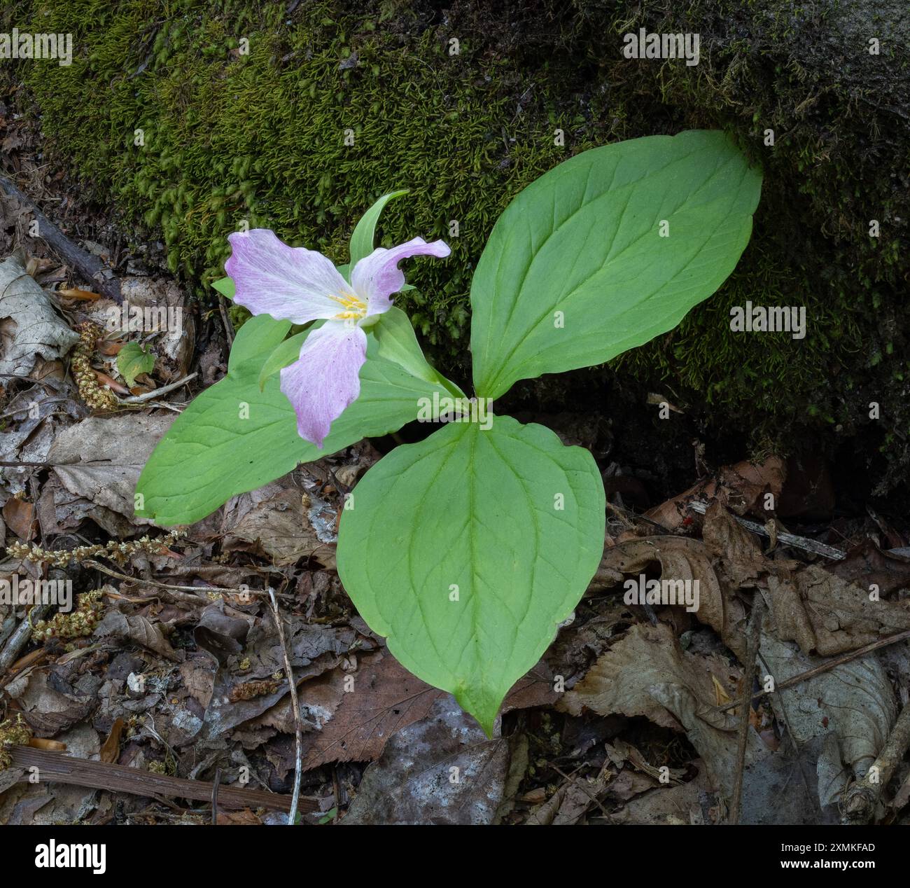 Pink trillium along Roaring Fork Motor Nature Trail in spring, Great ...