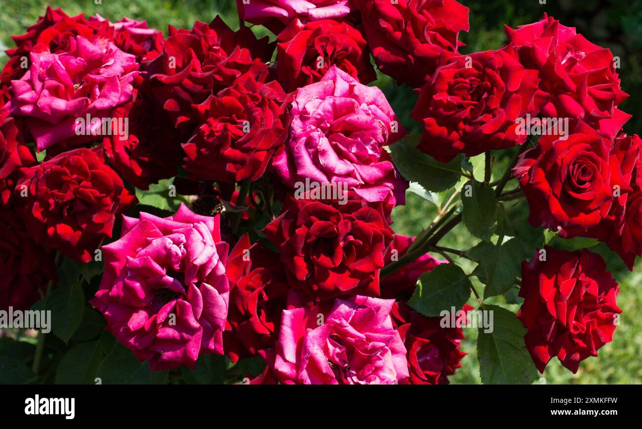 Blooming beautiful colorful red roses as floral background Stock Photo ...