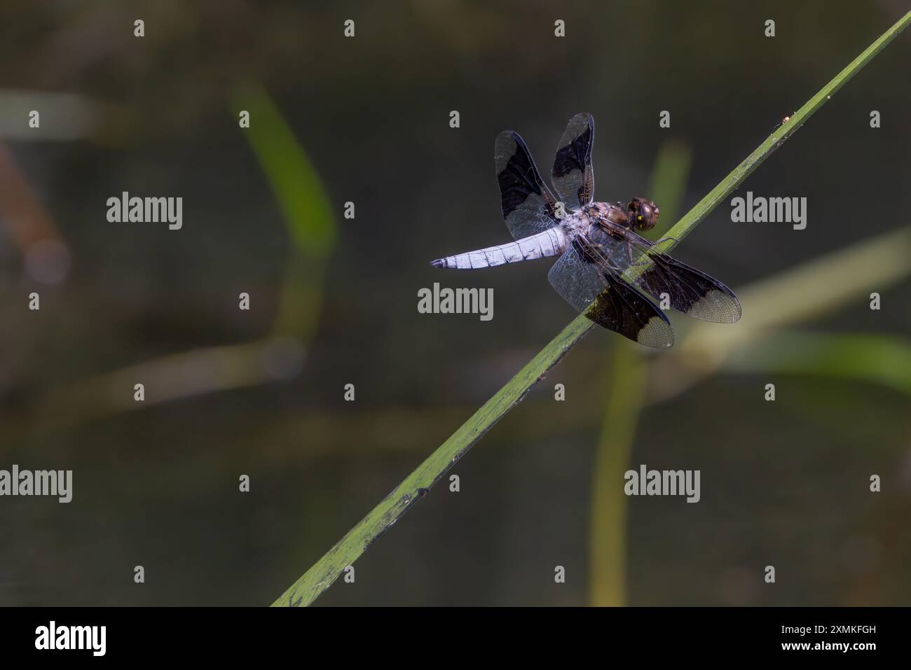 Common whitetail skimmer dragonfly hi-res stock photography and images ...