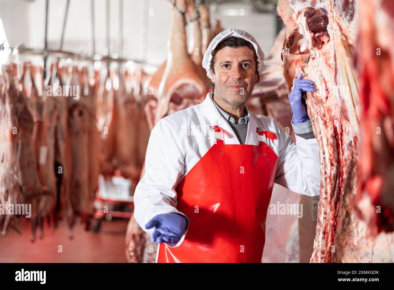 Successful butcher standing in cold storage near raw cow carcass Stock ...
