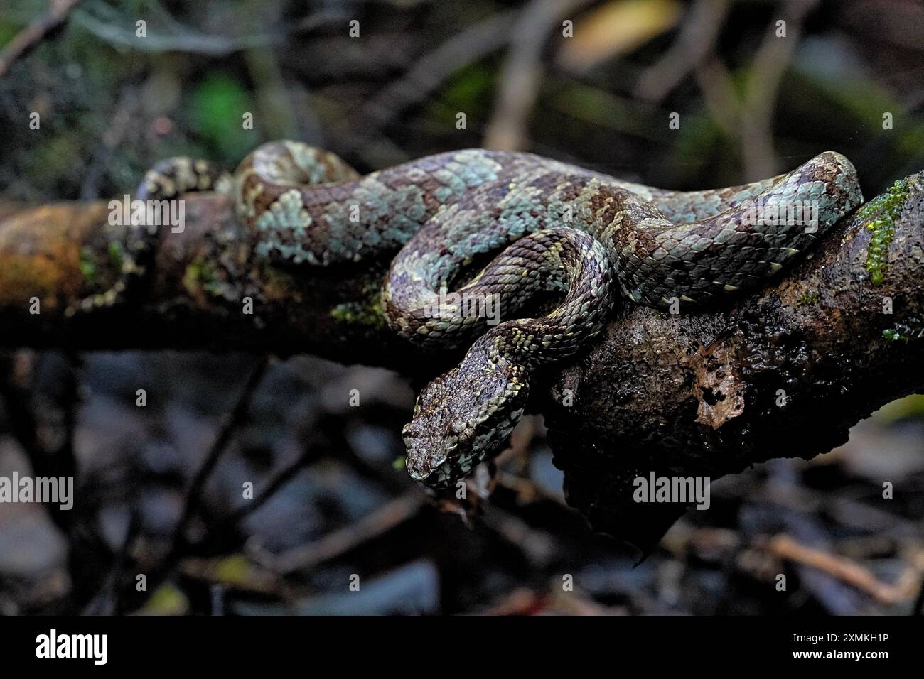 Pit viper fangs hi-res stock photography and images - Alamy