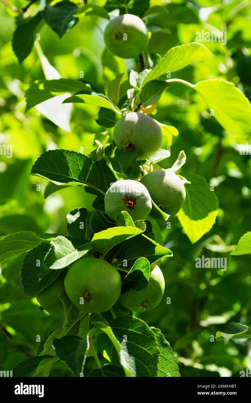 Unripe apple fruit developing on the tree Stock Photo - Alamy