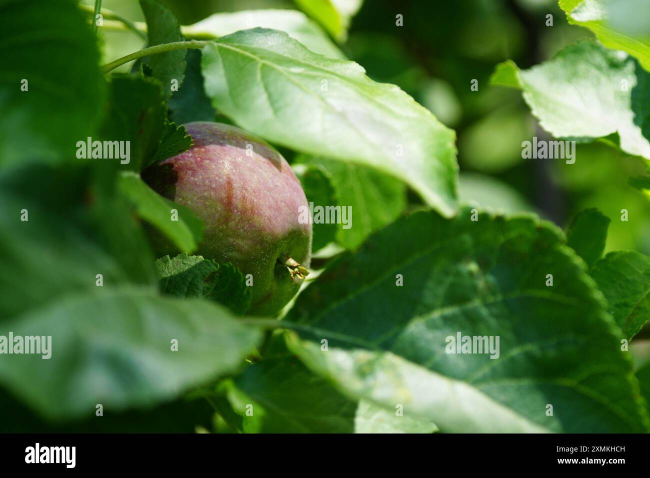 Immature apple hi-res stock photography and images - Alamy