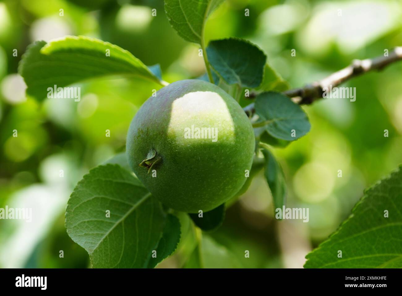 Apple tree ripening fruit hi-res stock photography and images - Alamy