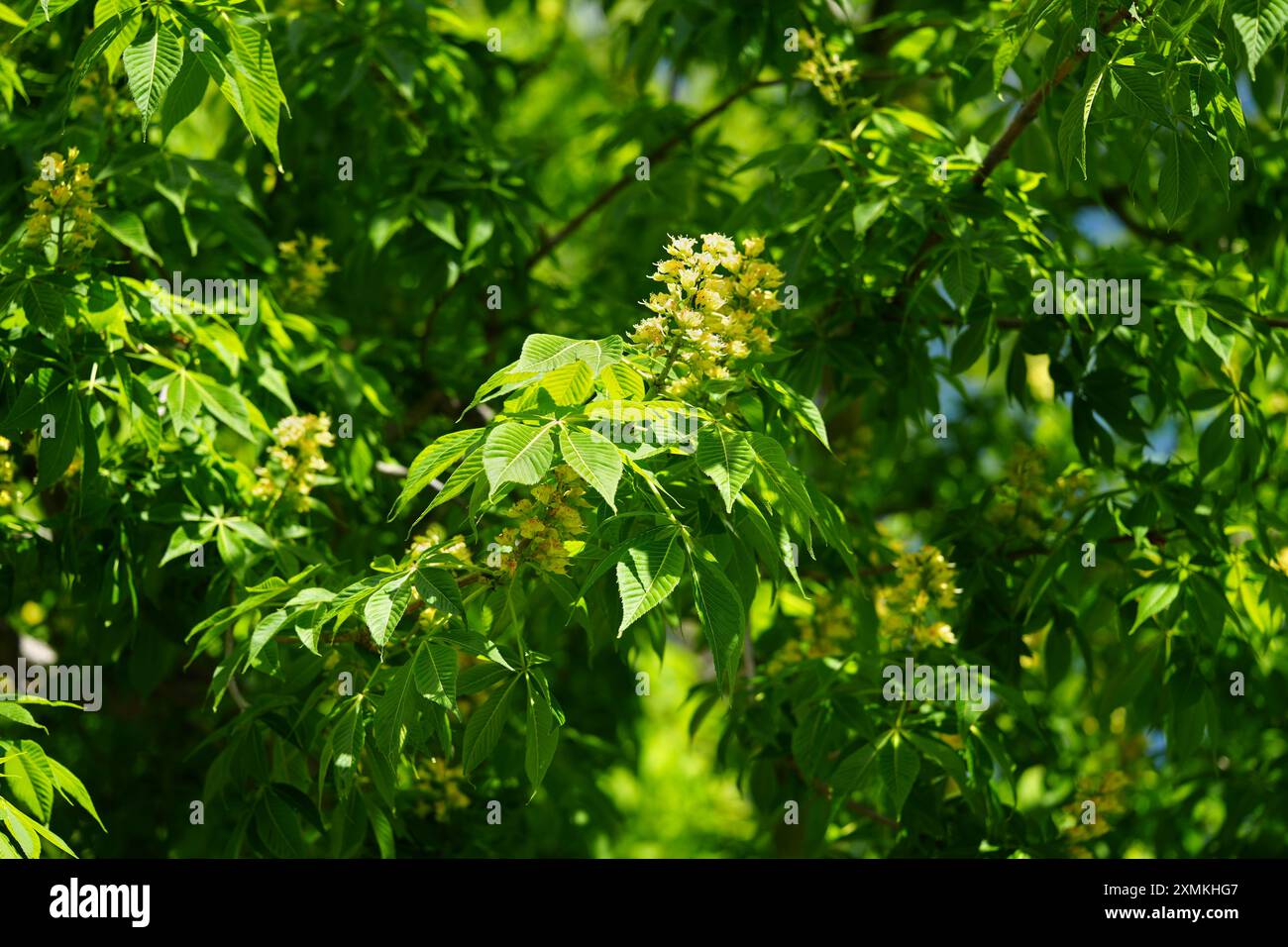 Flowering Ohio Buckeye Stock Photo - Alamy