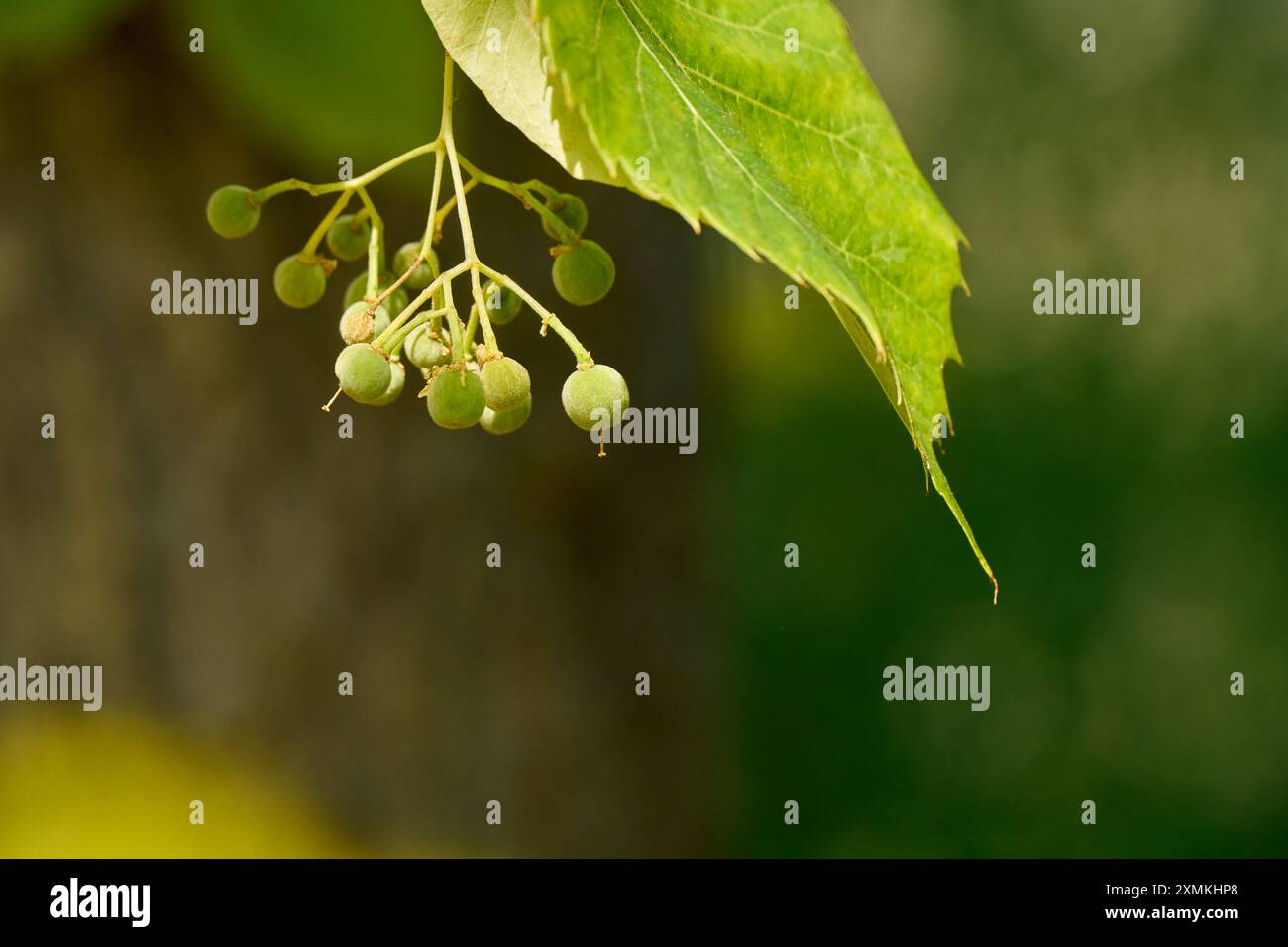 Developing pollen hi-res stock photography and images - Alamy