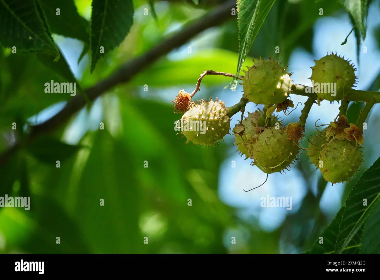 Tree seed pods nature hi-res stock photography and images - Alamy