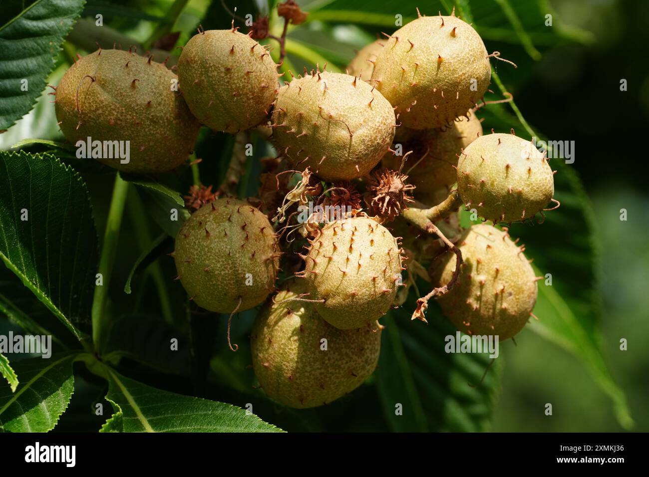 Tan seed pods hi-res stock photography and images - Alamy