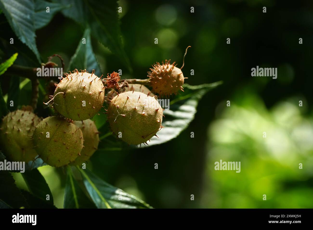 Seed pods detail hi-res stock photography and images - Alamy
