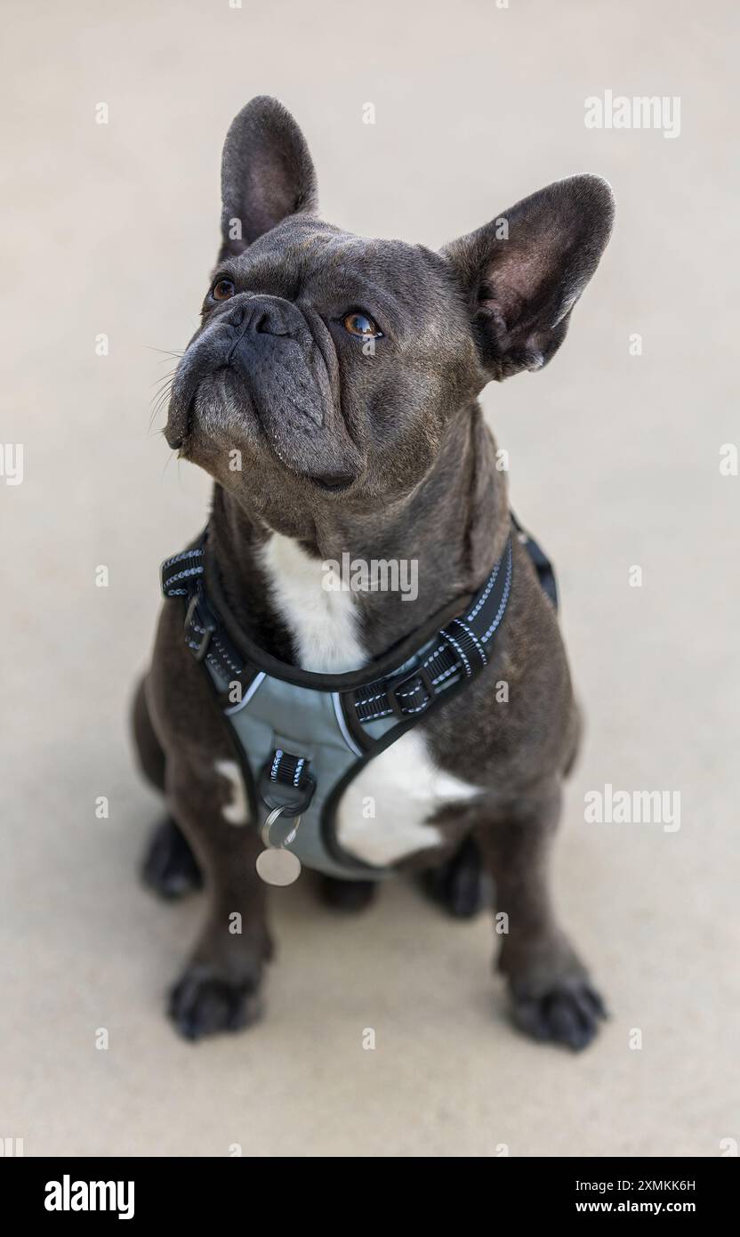 2-Years-Old Blue Brindle Male Frenchie Puppy Sitting and Looking Up ...