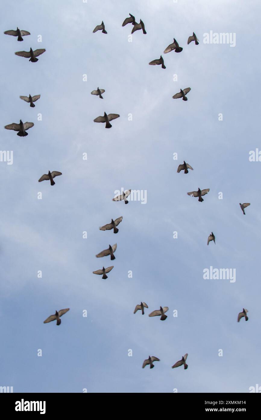 Flock of birds fly in a blue sky Stock Photo - Alamy