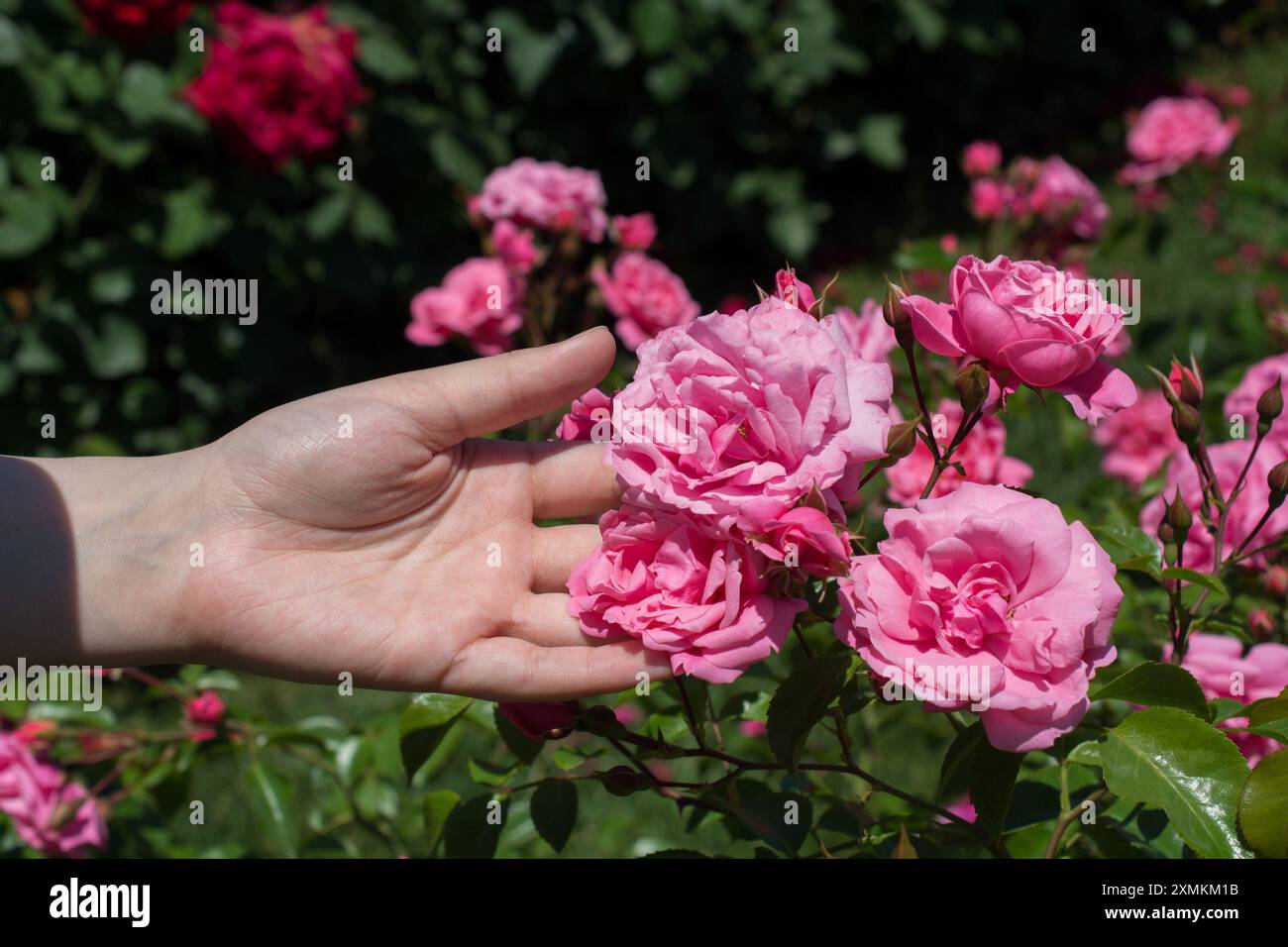 Beautiful fresh roses in hand Stock Photo - Alamy