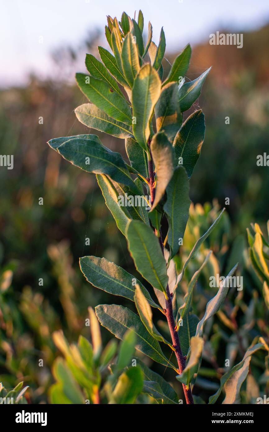 Myrica gale hi-res stock photography and images - Alamy