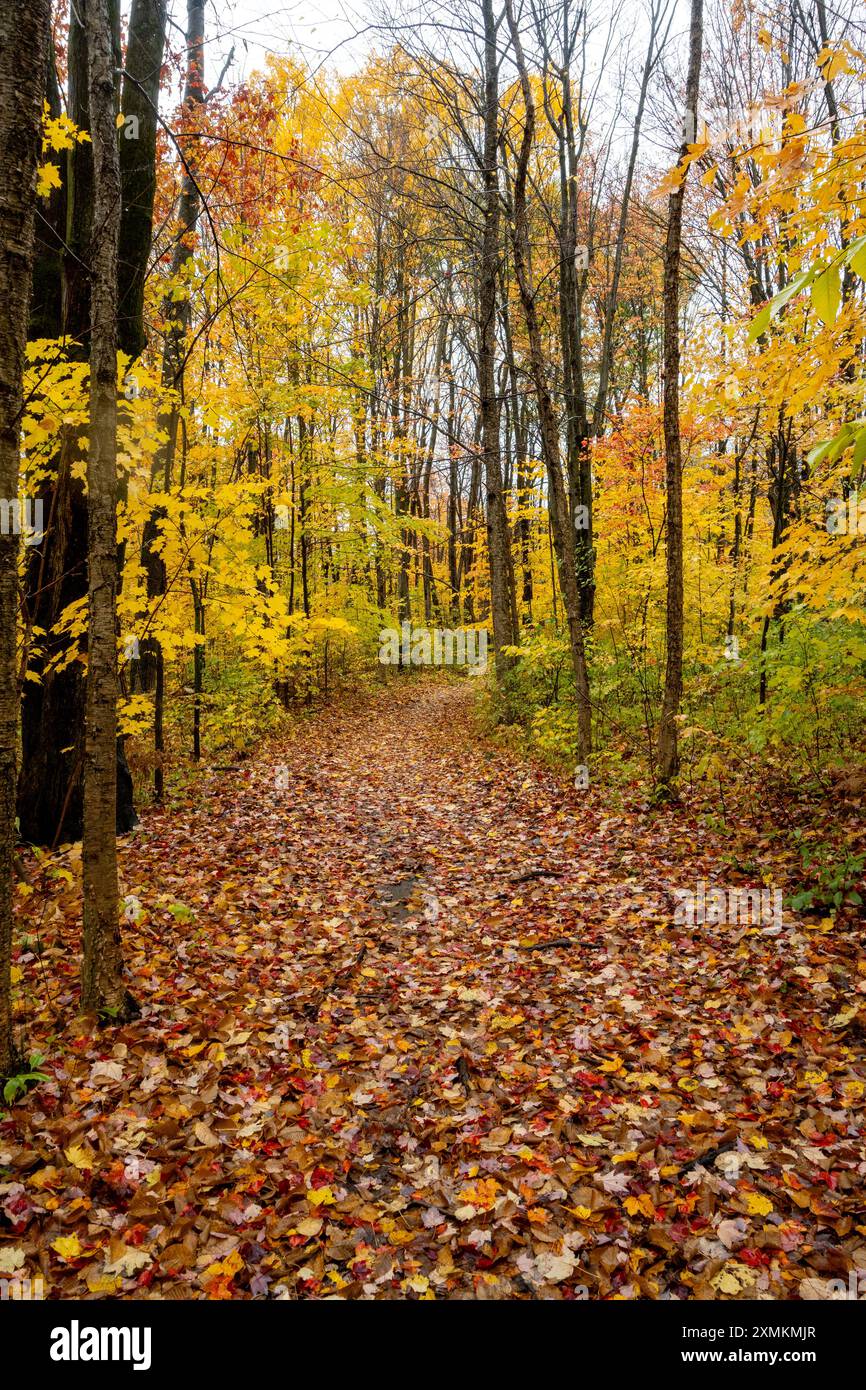 Walks on pathway rain forest hi-res stock photography and images - Alamy