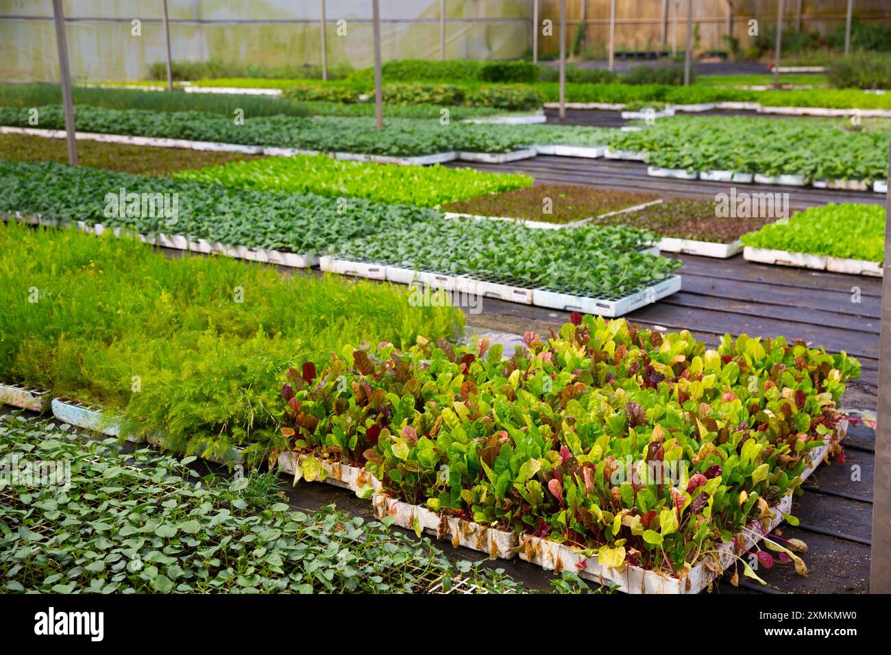 Different sprouts in pots are grown in greenhouse Stock Photo - Alamy