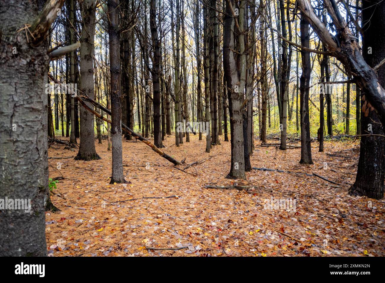 Array of pine tree troncs in the forest with leaves on the ground Stock ...