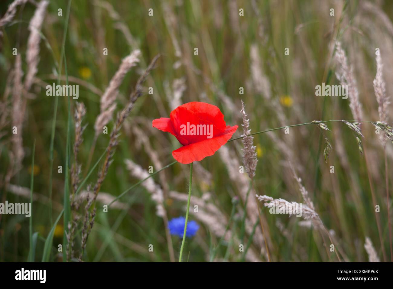 Poppy and cornflower in green field July 2024 Stock Photo - Alamy