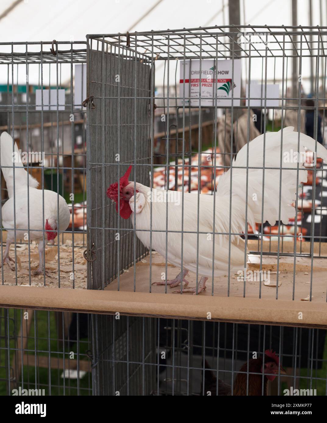 Poultry competition at Driffield Agricultural Society annual show East ...