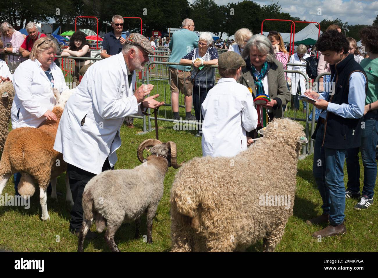 Farm animals sheep judging competition at Driffield Agricultural ...
