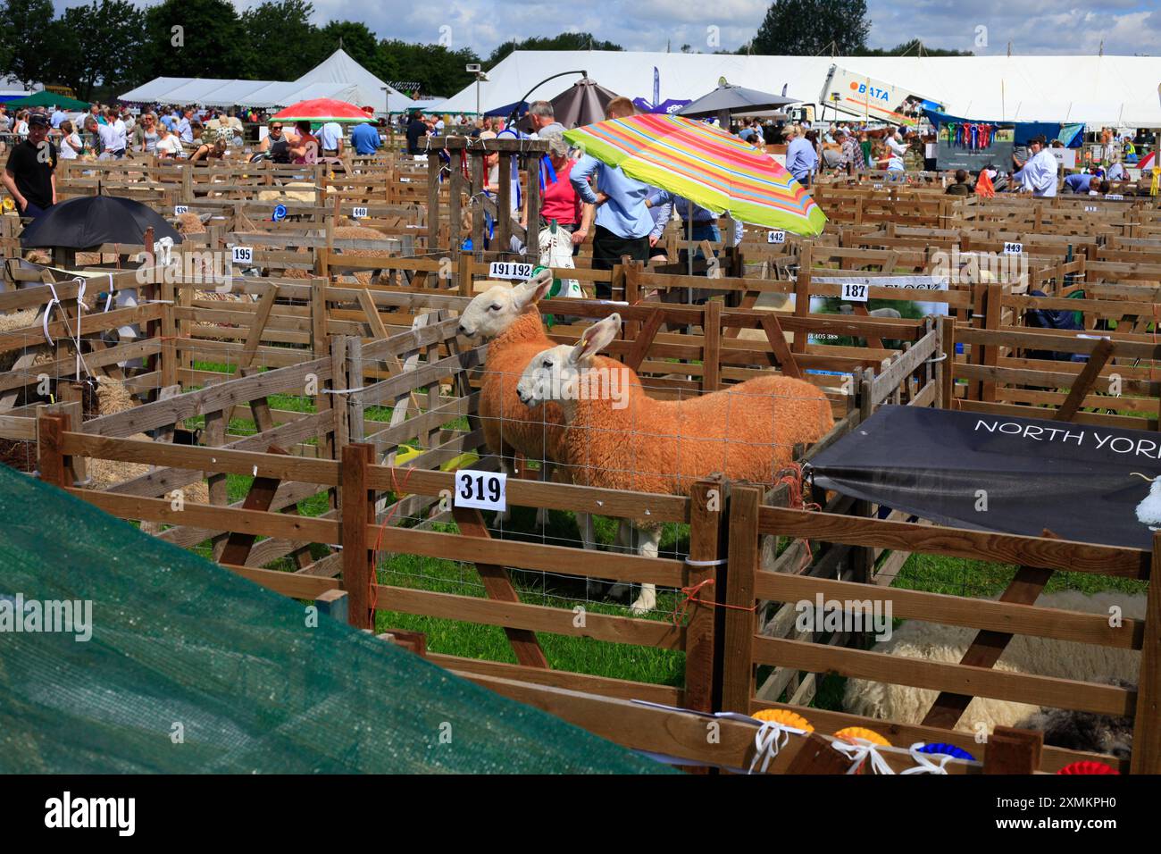 Farm animals sheep judging competition at Driffield Agricultural ...