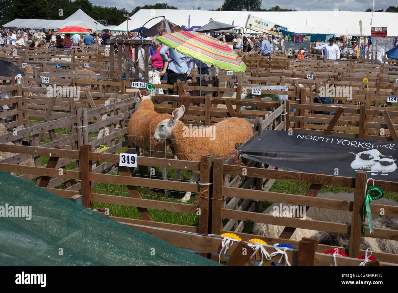 Farm animals sheep judging competition at Driffield Agricultural ...