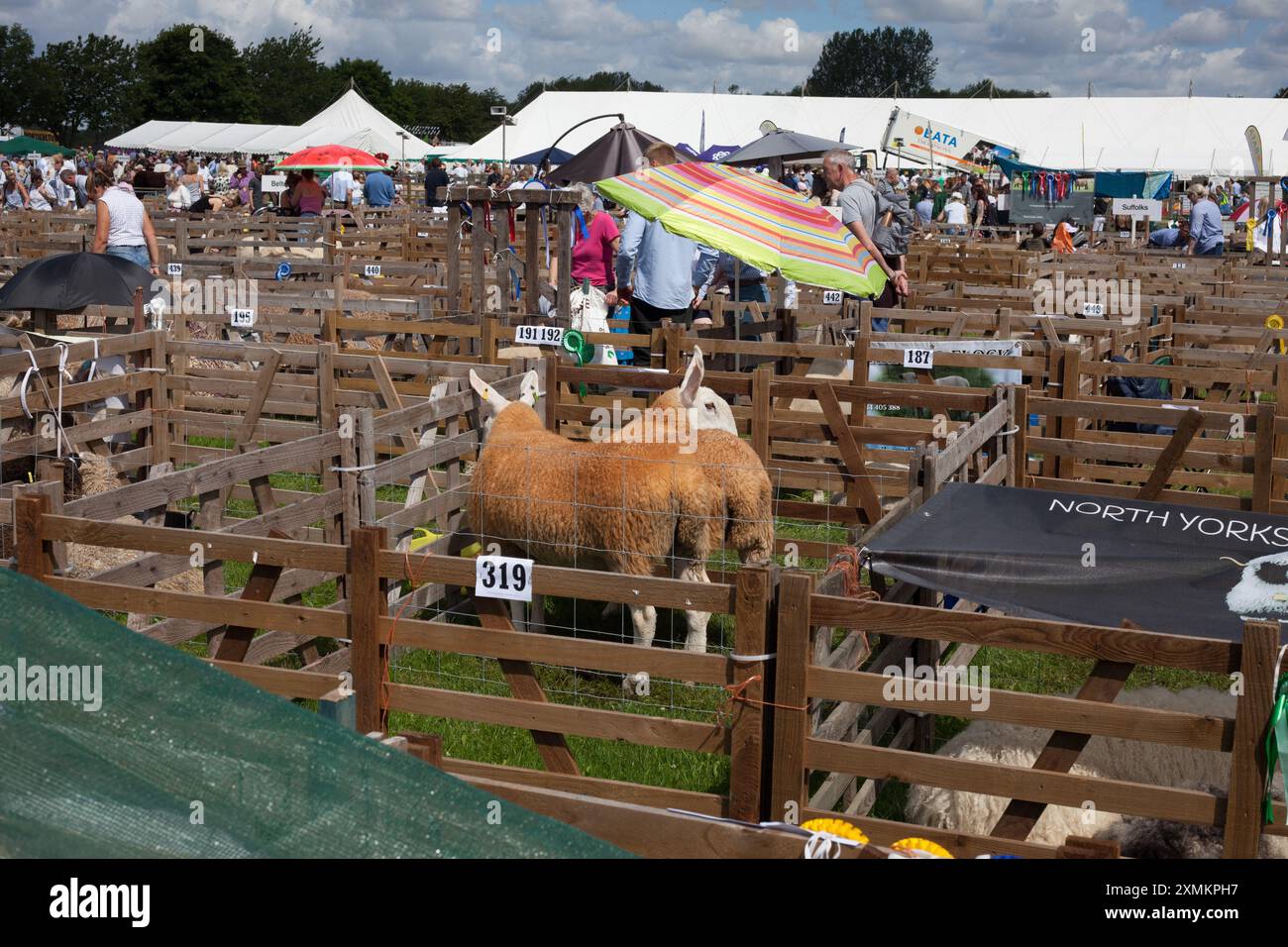 Farm animals sheep judging competition at Driffield Agricultural ...