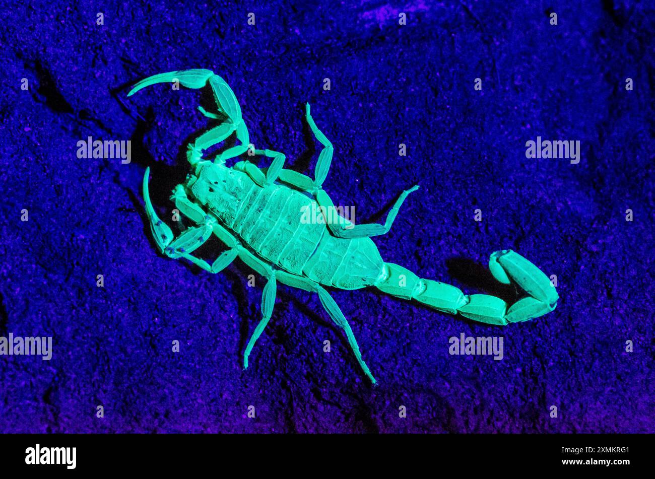 Striped Bark Scorpion, Centruroides vittatus, under blacklight Stock ...