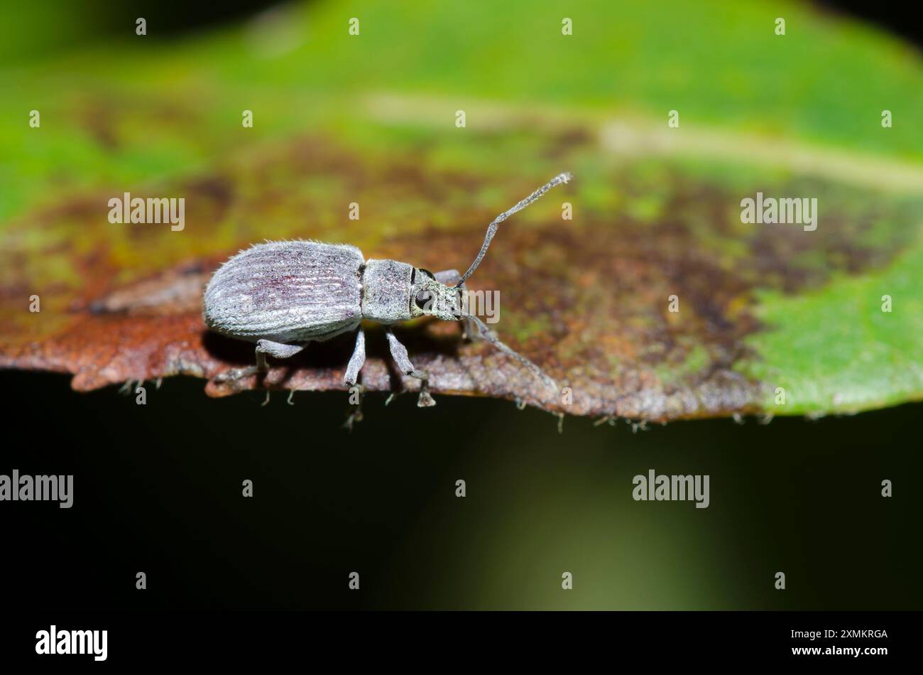 Asiatic oriental asiatic cross hi-res stock photography and images - Alamy