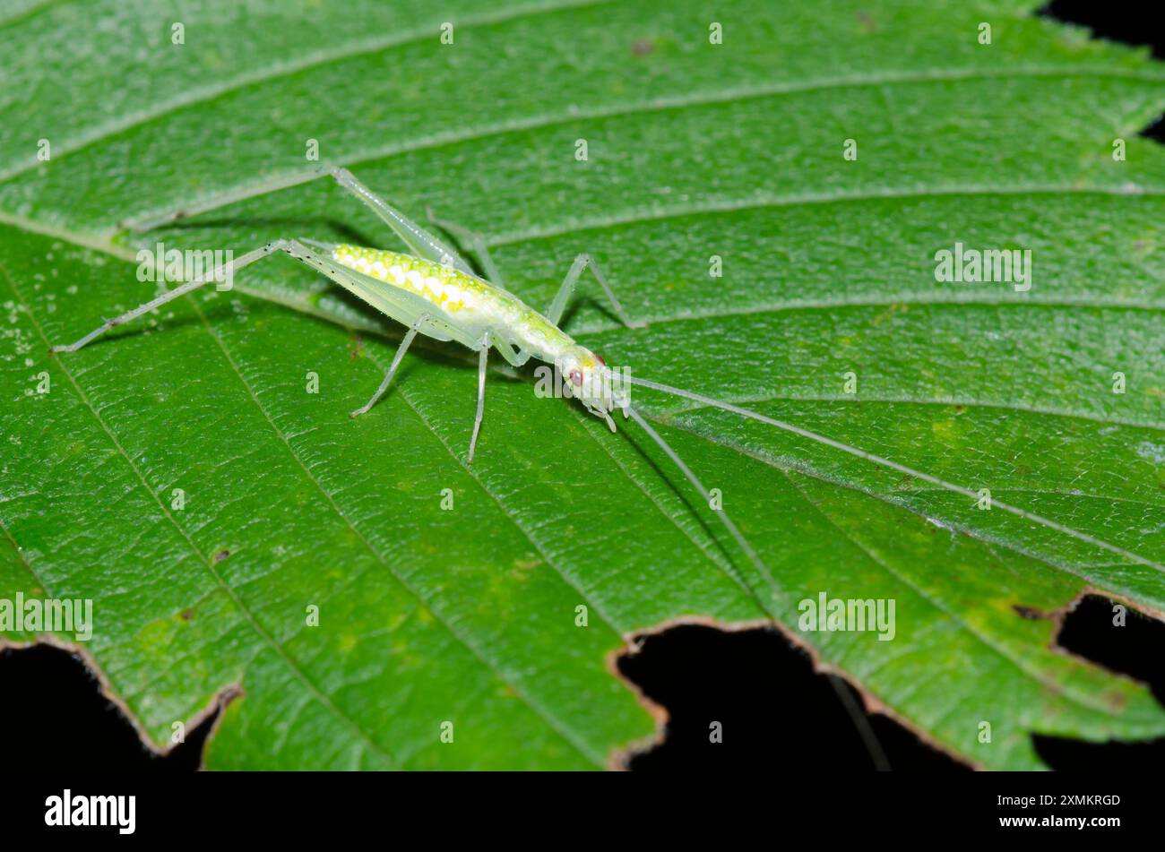 Tree Cricket, Oecanthus sp Stock Photo - Alamy