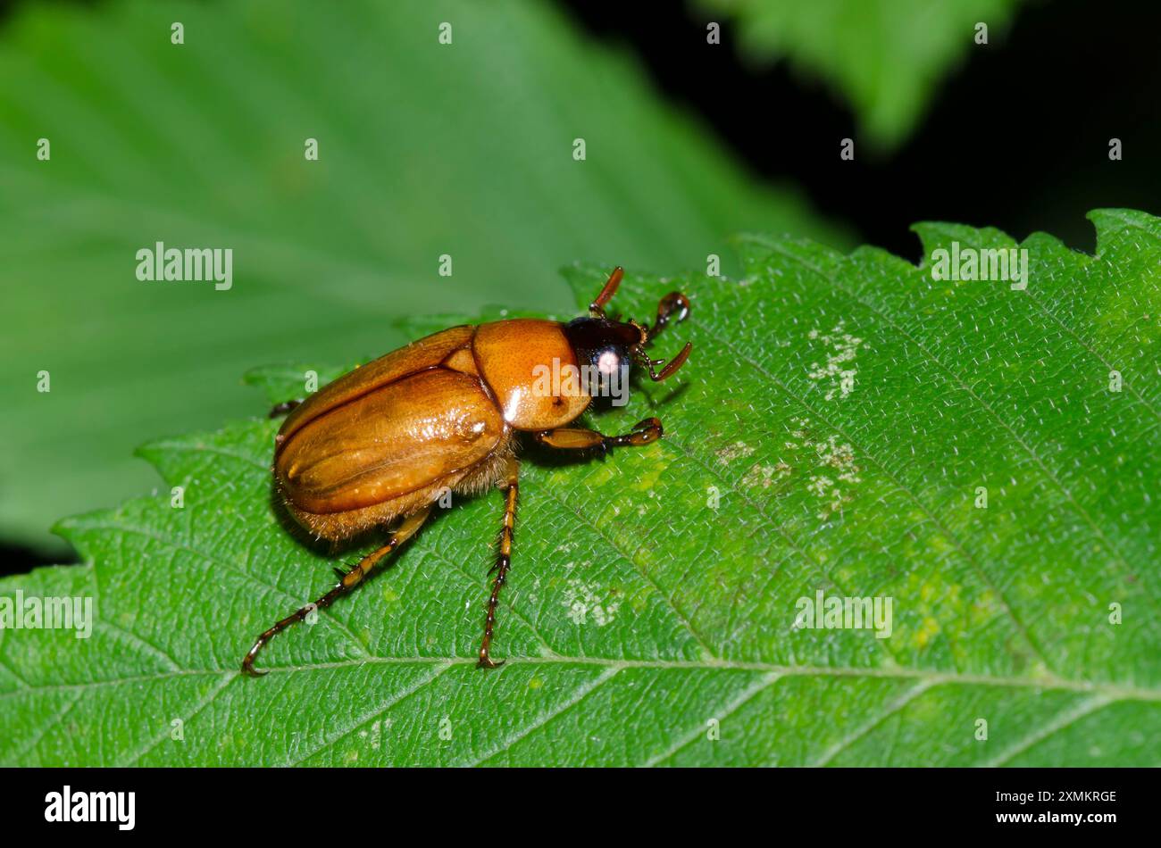 Masked Chafer, Cyclocephala sp Stock Photo - Alamy