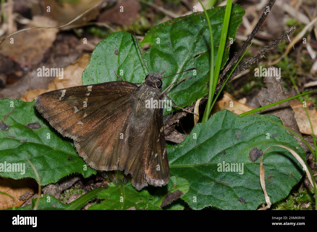 Northern Cloudywing, Cecropterus pylades, female Stock Photo - Alamy